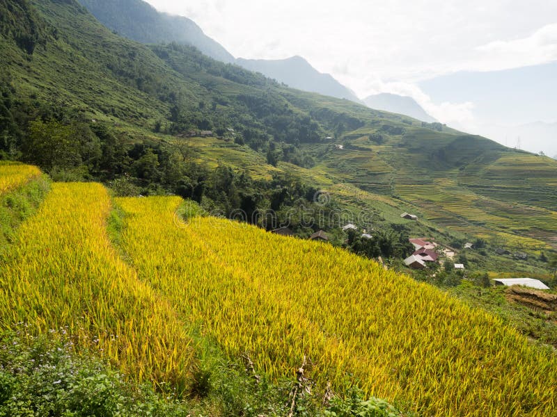 Terraced Rice Fields in Hills Stock Image - Image of rough, ricefield ...