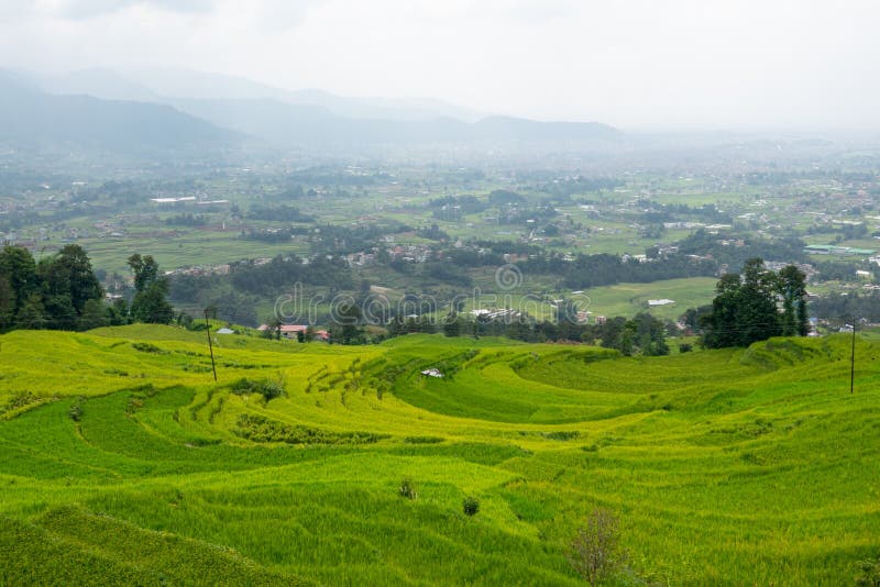 Terraced Rice Fields on a Hillside Stock Photo - Image of county, farm ...