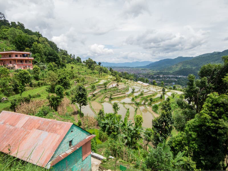 Terraced Rice Fields stock photo. Image of agriculture - 73952460