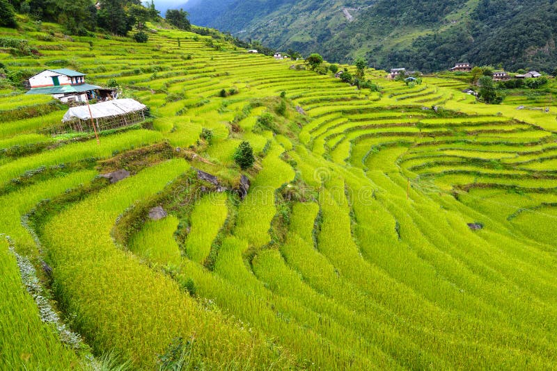 Terraced Rice Fields. Himalayas, Nepal Stock Photo - Image: 34926296