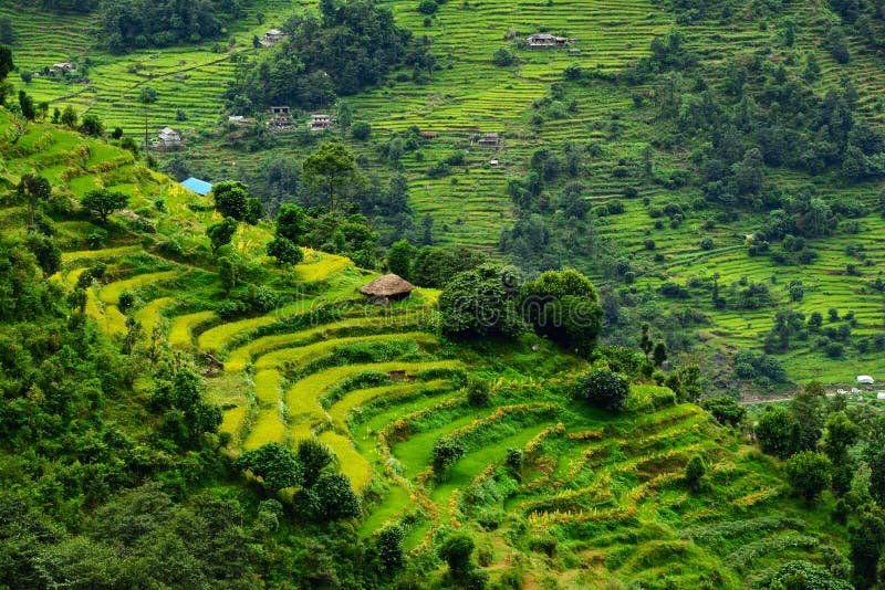 Terraced Rice Fields. Himalayas, Nepal Stock Photo - Image of land ...