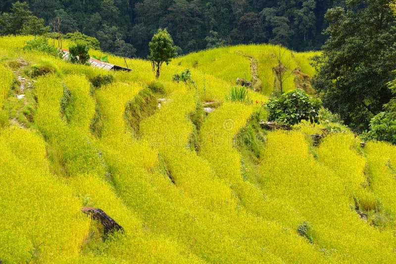 Terraced Rice Fields. Himalayas, Nepal Stock Photo - Image of ...