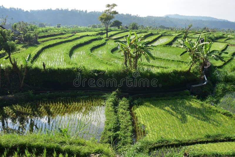 Rice Fields on Terraces stock image. Image of india - 176423873