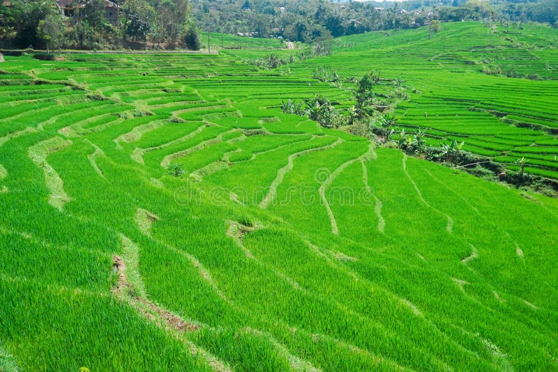 Terraced Rice Fields in the Mountains Stock Photo - Image of field ...