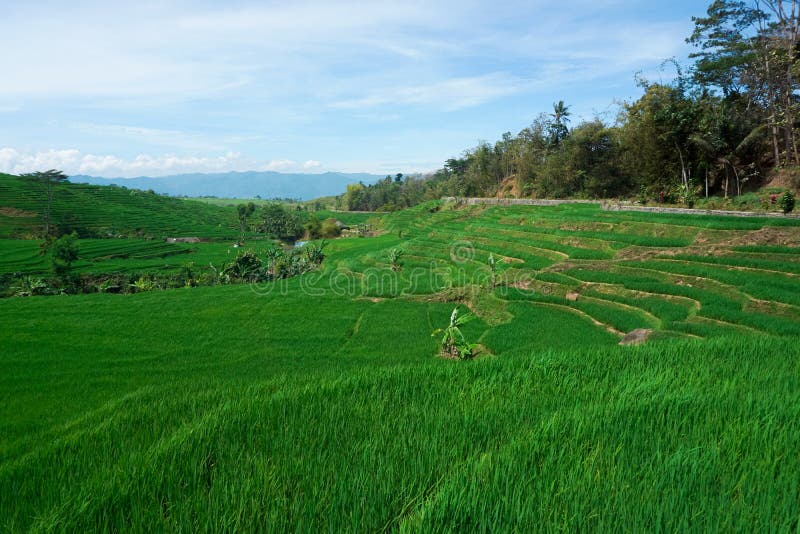 Terraced Rice Fields in the Mountains Stock Image - Image of grassland ...