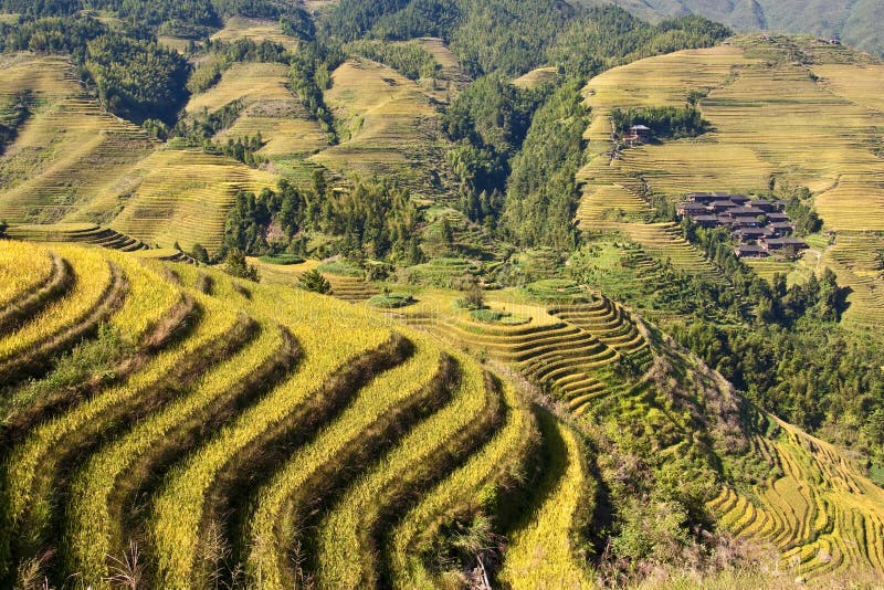 Chinese Rice Fields in Guilin Stock Image - Image of fields, farmer ...
