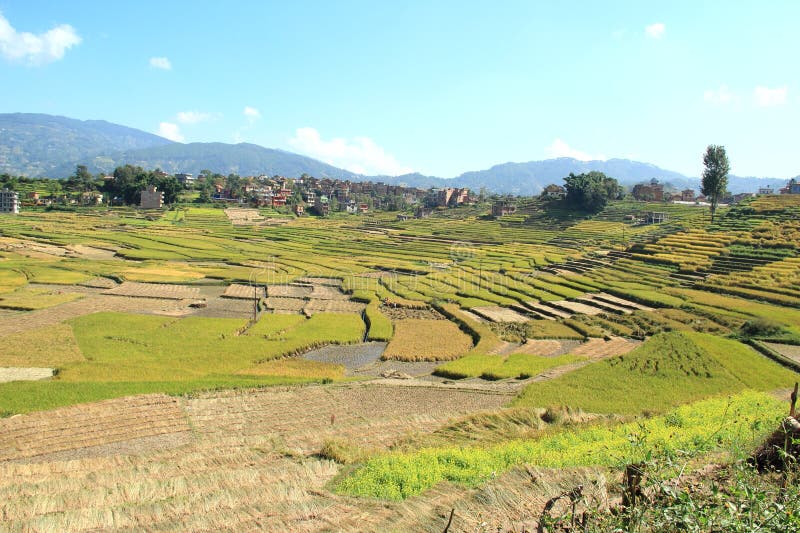 Terraced Rice Fields in Nepal. Stock Image - Image of farm, paddies ...