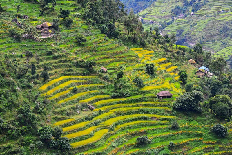 Terraced Rice Fields in Nepal Stock Photo - Image of asia, meadow ...