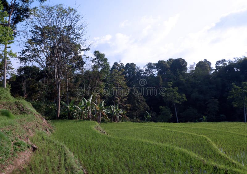 Lanscape of Terraced Rice Fields Stock Image - Image of woodland ...