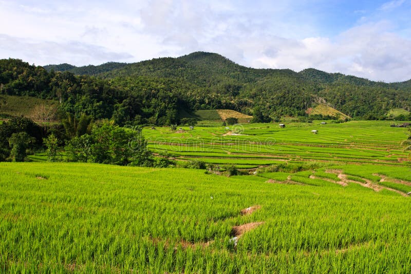 Terraced Rice Fields in Northern Thailand Stock Photo - Image of ...