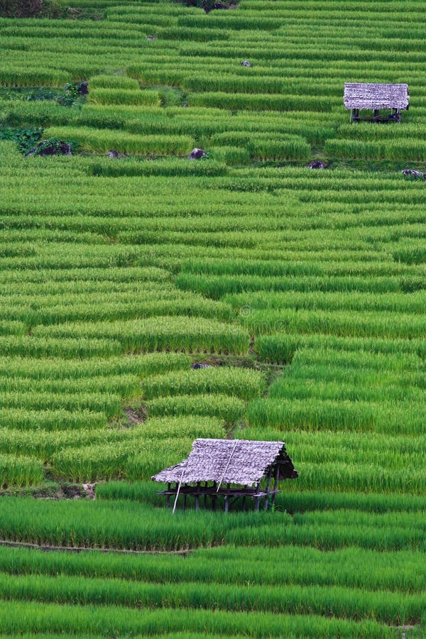 Terraced Rice Fields in Northern Thailand Stock Photo - Image of ...