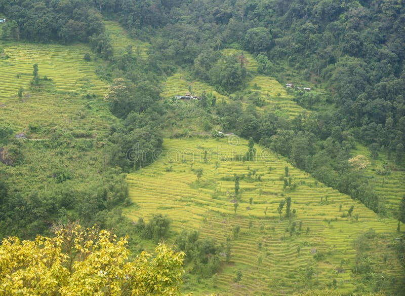 Paddy Fields, Terrace Farming Stock Photo - Image of fields, plantation ...