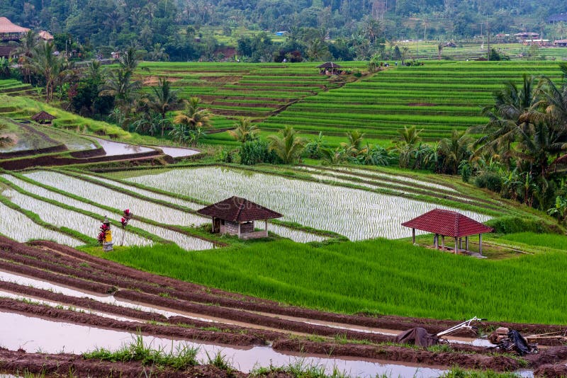 Rice Paddy Terraces stock photo. Image of environment - 71319436
