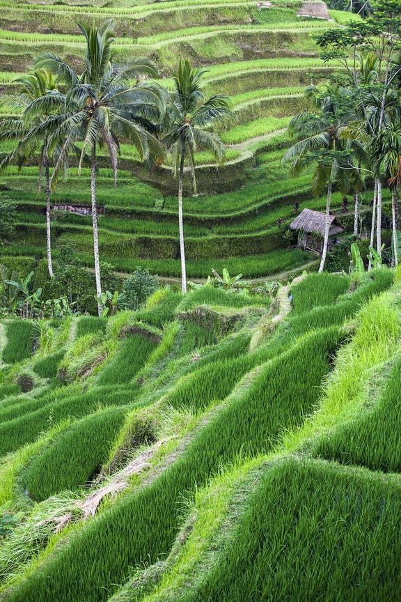 Terraced rice-fields step stock photo. Image of asia - 24737918