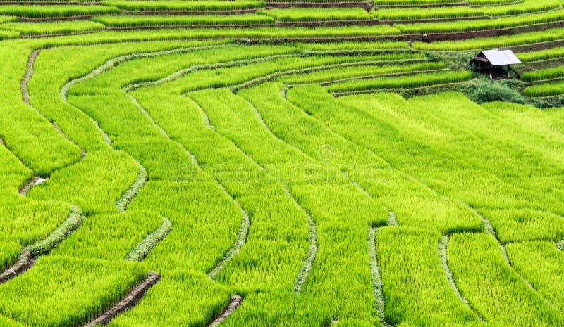 Terraced Rice Fields Steps. Stock Image - Image of color, ladder: 26407093