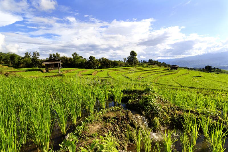 Terraced Ripe Rice Fields with House Stock Image - Image of local ...