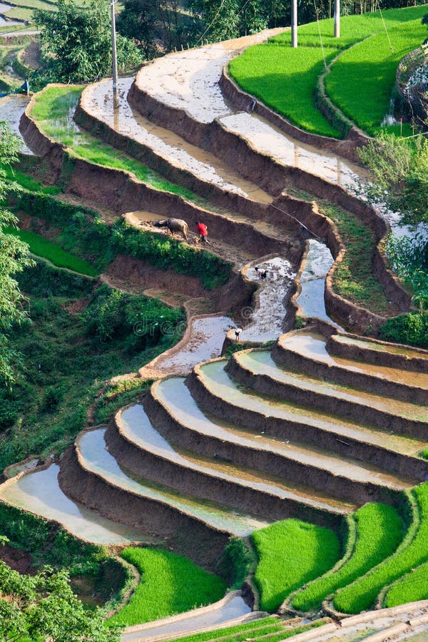 Terraced rice fields editorial photo. Image of longsheng - 77645821