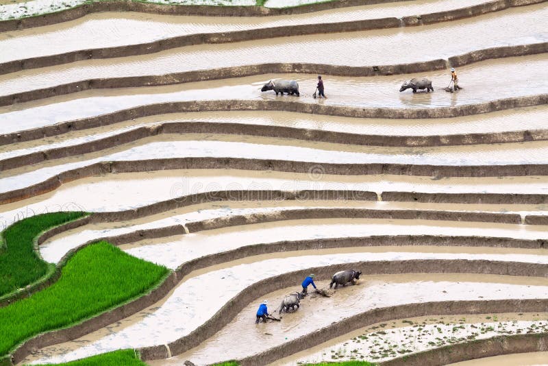 Terraced rice fields stock image. Image of hunan, field - 77646315