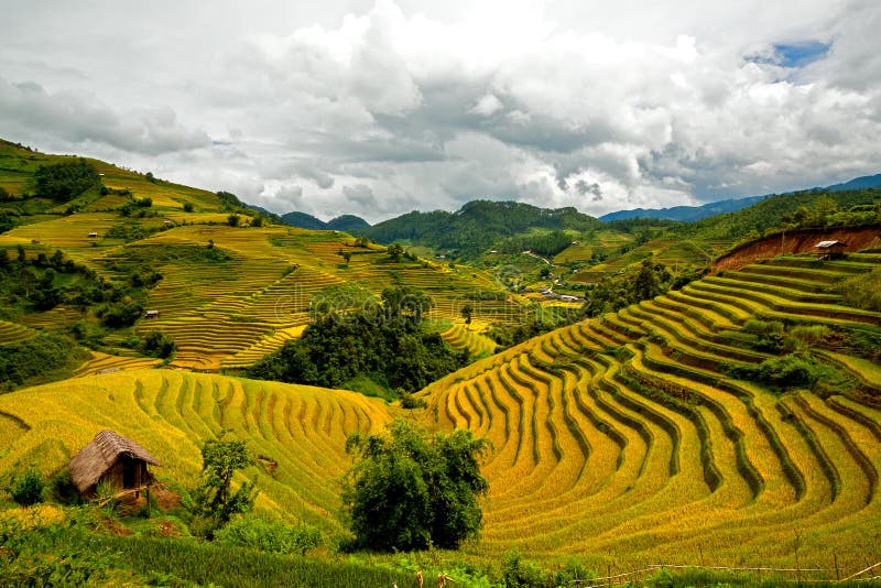 Terraced rice fields stock image. Image of countryside - 77646789