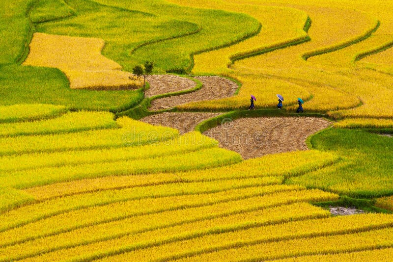 Terraced rice fields stock photo. Image of nature, land - 77646794