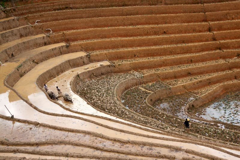Terraced Rice Fields in Vietnam Editorial Stock Image - Image of places ...
