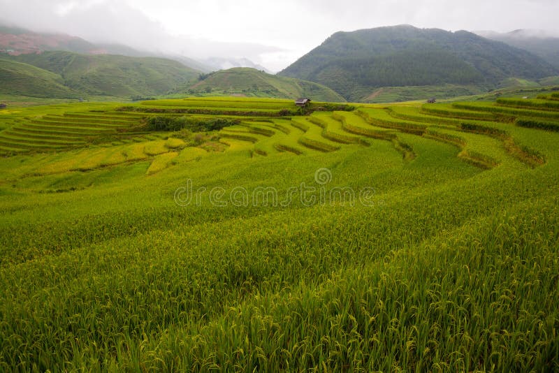 Terraced Rice Fields in Vietnam Stock Photo - Image of fields, natural ...