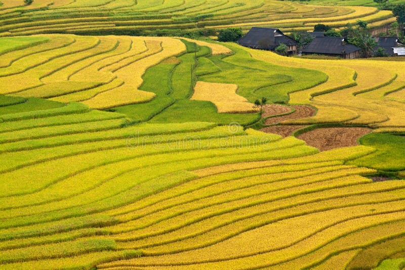 Terraced Rice Fields in Vietnam Stock Photo - Image of paddy, nature ...