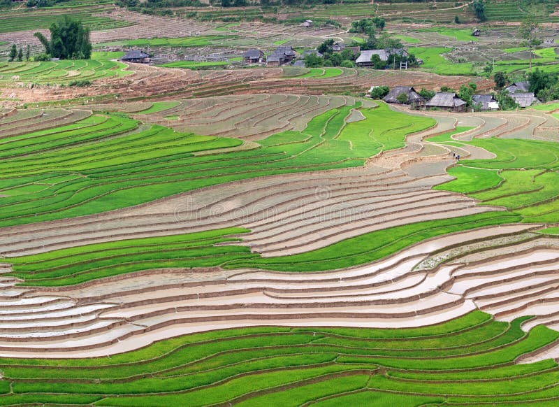Terraced Rice Fields in Vietnam Stock Photo - Image of landmark ...