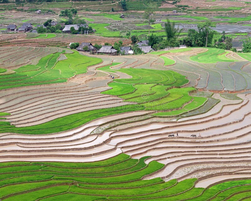 Terraced Rice Fields in Vietnam Stock Photo - Image of longji ...