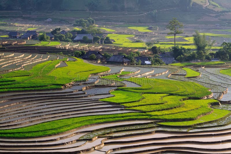 Terraced Rice Fields in Vietnam Stock Image - Image of natural ...