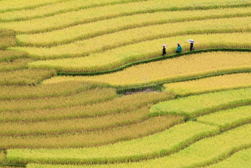 Terraced Rice Fields in Vietnam Editorial Image - Image of hunan ...