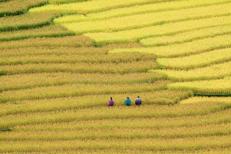 Terraced Rice Fields in Vietnam Editorial Photography - Image of ...
