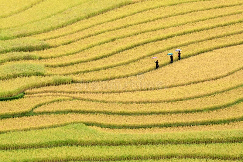 Terraced Rice Field in Harvest Season with Farmers Harvesting on Field ...