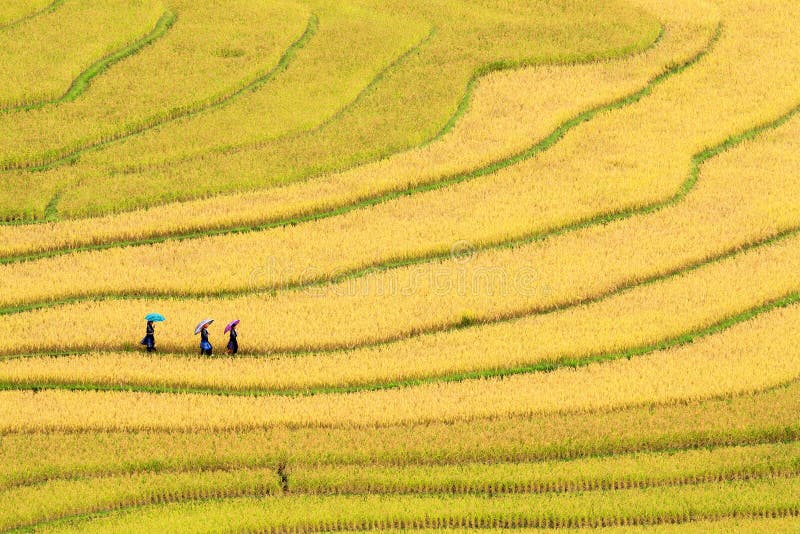 Terraced Rice Fields in Vietnam Editorial Photography - Image of longji ...