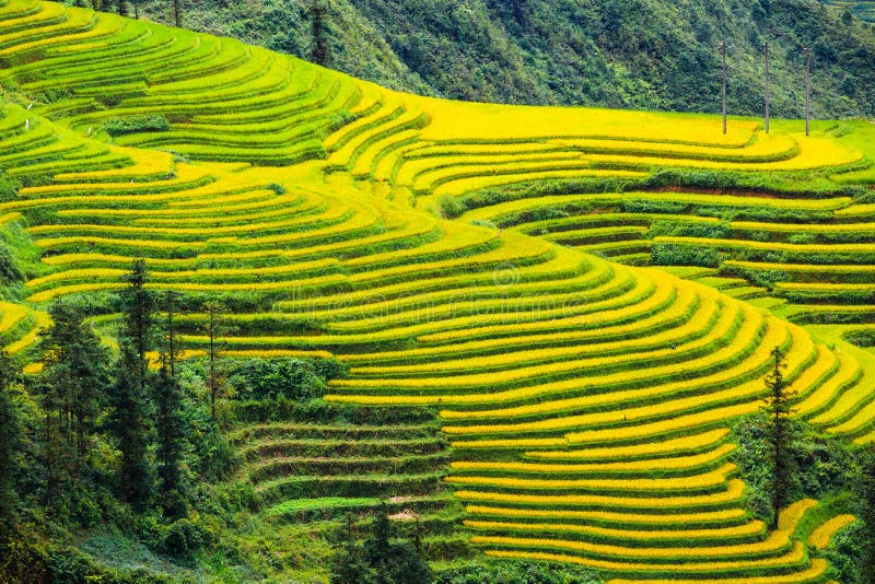 Terraced Rice Fields in Vietnam Stock Photo - Image of nature, longji ...