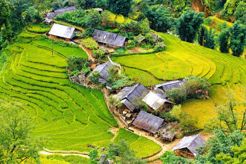 Terraced Rice Fields in Vietnam Stock Photo - Image of field, grass ...