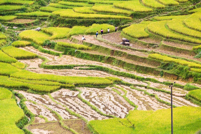 Terraced Rice Fields in Vietnam Editorial Stock Image - Image of ...