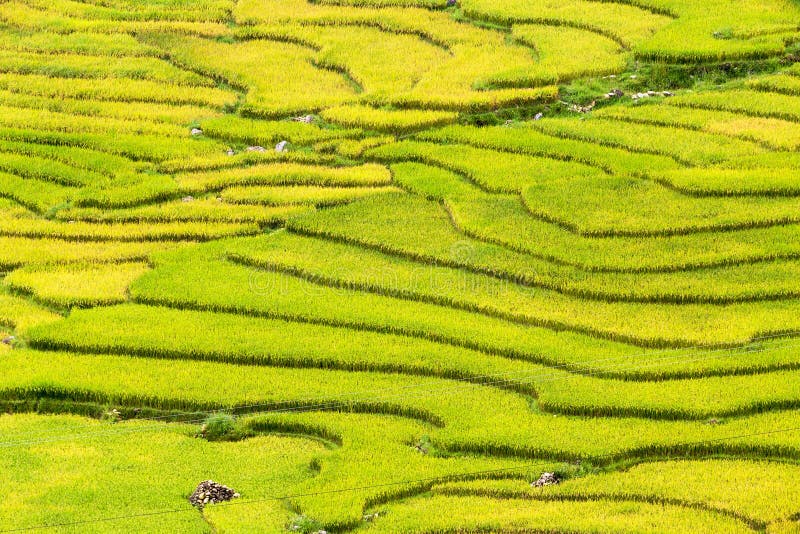 Terraced Rice Fields in Vietnam Stock Image - Image of landscapes, crop ...
