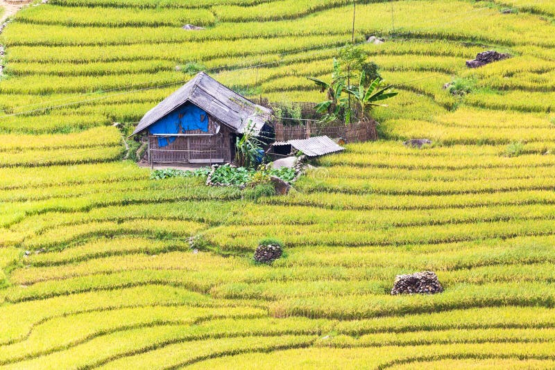 Terraced Rice Fields in Vietnam Stock Image - Image of countryside ...
