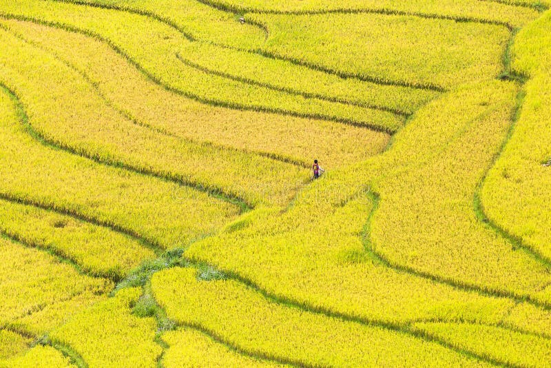 Terraced Rice Fields in Vietnam Editorial Image - Image of asia ...