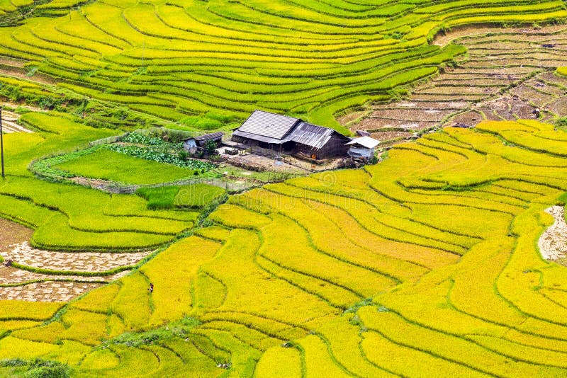 Terraced Rice Fields in Vietnam Stock Photo - Image of hunan, longsheng ...