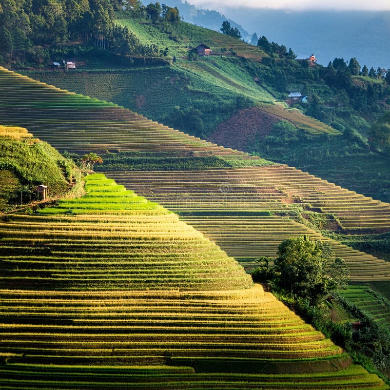 Terraced Rice Fields in Vietnam, AI Generated Stock Illustration ...