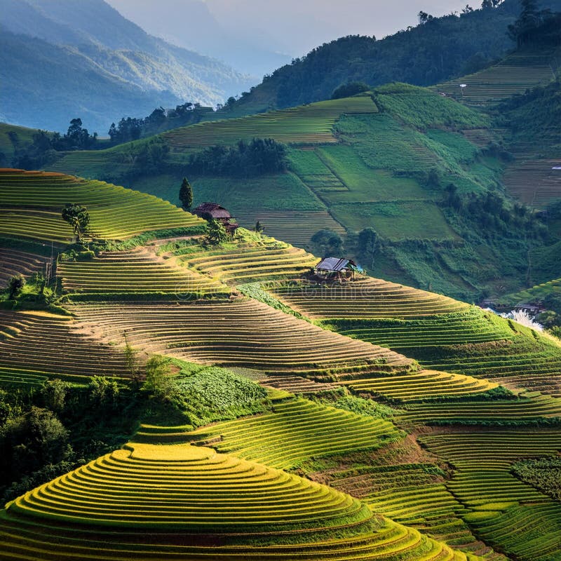 Terraced Rice Fields in Vietnam, AI Generated Stock Illustration ...