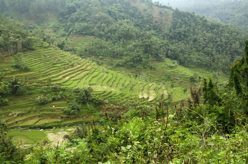 Terraced Rice Fields Visible from Cliff Stock Photo - Image of scenery ...