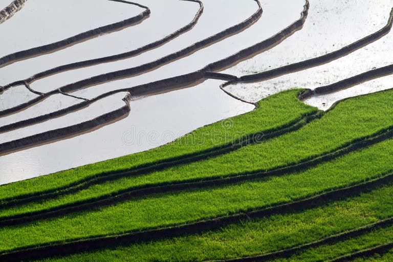 818 Water Management Rice Stock Photos - Free & Royalty-Free Stock ...