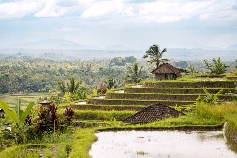 Terraced rice on hill stock photo. Image of indonesian - 244582774