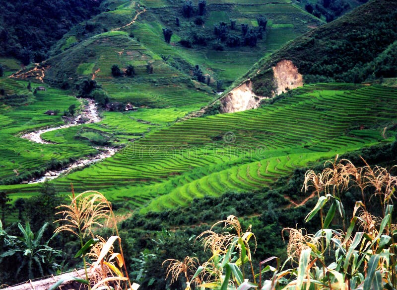 Terraced rice paddies stock photo. Image of rice, mountain - 265280