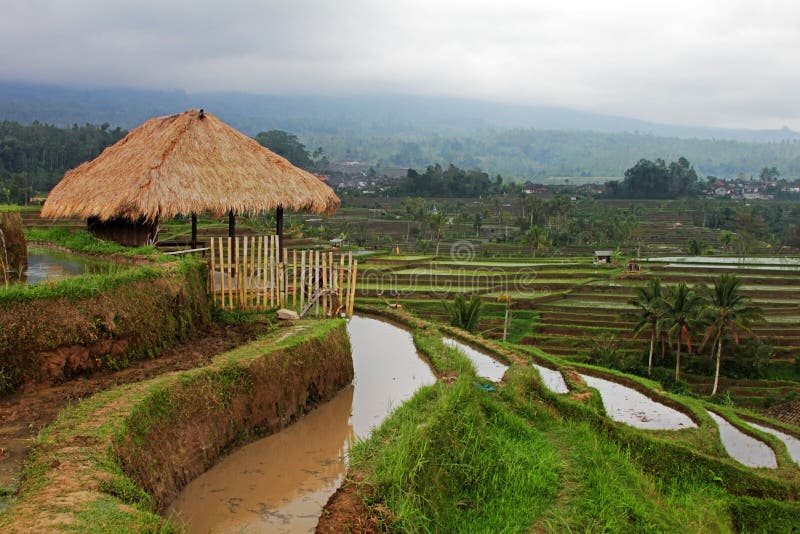 Terraced Crops in the Serra De Agua Massif in Madeira. Stock Photo ...
