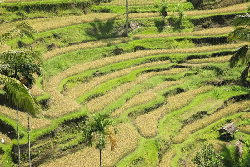 Terraced Rice Paddy Fields Bali Indonesia Stock Photo - Image of asia ...