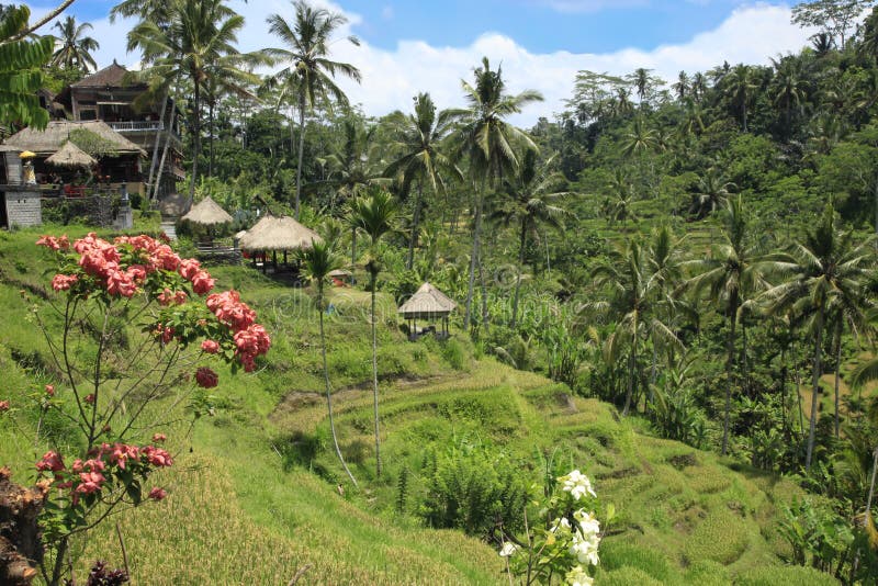 Terraced Rice Paddy Fields and Flowers Bali Indonesia Stock Image ...